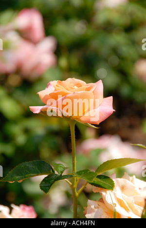 Rose Day Breaker floribunda Stock Photo - Alamy