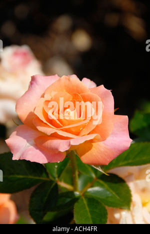 Rose Day Breaker floribunda Stock Photo - Alamy