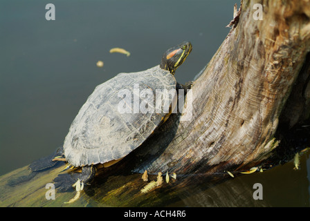 Terrapin basking in the sun on a dead log. Terrapins, which are related ...