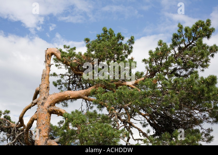 flat topped old pine Stock Photo - Alamy