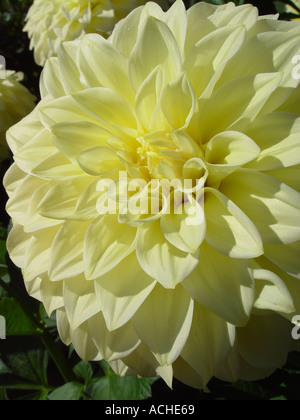 Dahlia Trengrove Millenium Stock Photo - Alamy