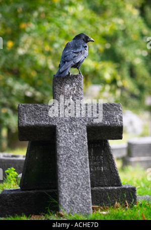 Carrion Crow on cross at Brompton Cemetery London England Stock Photo ...