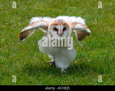 7 Week Old Barn Owl Running Stock Photo - Alamy
