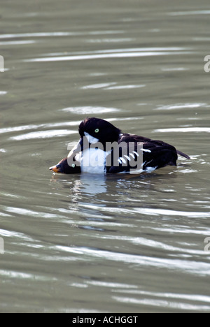 Barrow's goldeneye Bucephala islandica two males and a female at Gull ...