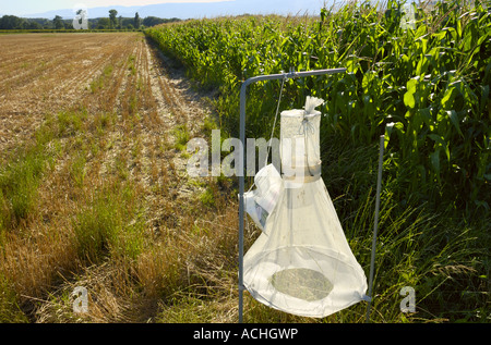 A trap for European Corn Borer (Ostrinia nubialis) pheromone-baited ...