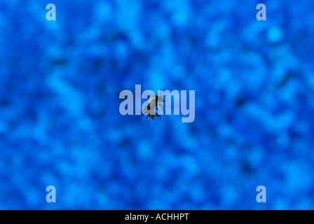 Dumbledore on deep blue water Stock Photo - Alamy