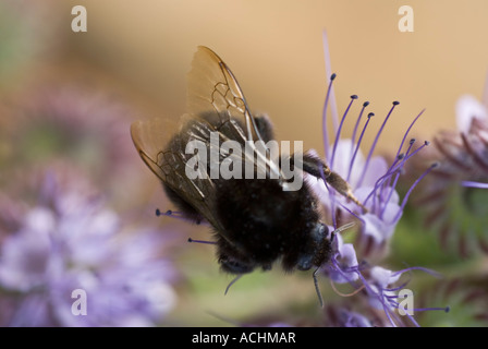 Phacelia plant QUEEN RED TAILED BEE Bombus lapidarius Stock Photo - Alamy