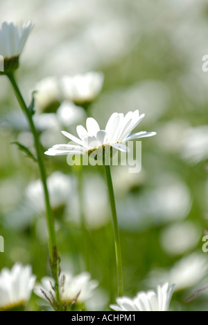 margerite chrysanthemum maximum Stock Photo - Alamy