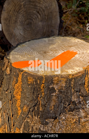 Orange trail blazes on tree trunk (US & Canadian style). Blazes mark ...