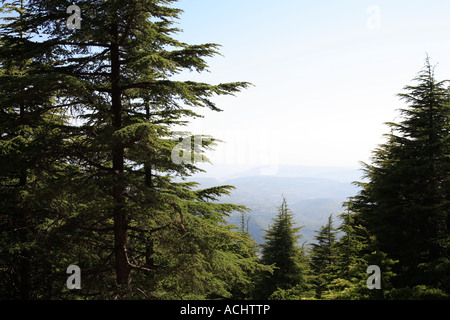 Al Shouf Cedar Nature Reserve, near Maaser esh-Shouf, Lebanon mountains ...