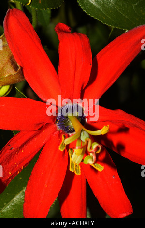 Flower of Curuba Amarga (Passiflora Tarminiana), Sachica, Boyacá ...