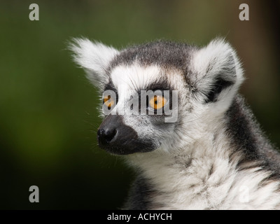 Head shot of Ring-tailed Lemur Stock Photo - Alamy
