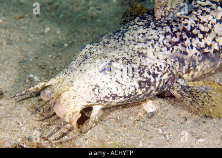 Estuary Catfish, also called Estuary Cobbler, Cnidoglanis macrocephalus ...