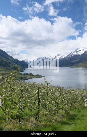 Apple blossom and orchards above Lofthus and Sorfjorden, Ullensvang ...
