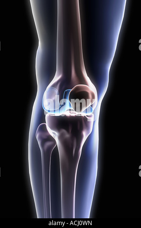 Close view of knee joint. With bones and ligaments, including meniscus ...