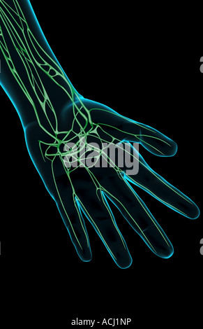 The lymph supply of the hand Stock Photo - Alamy