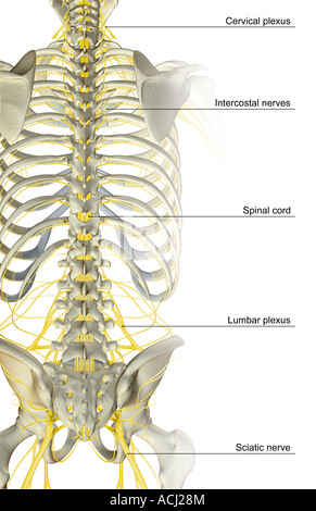 The nerve supply of the trunk Stock Photo - Alamy
