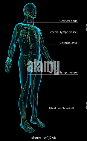 The lymphatic system labeled Stock Photo - Alamy