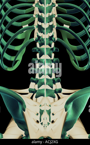 The ligaments of the lower back Stock Photo - Alamy