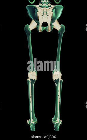 The ligaments of the lower body Stock Photo - Alamy