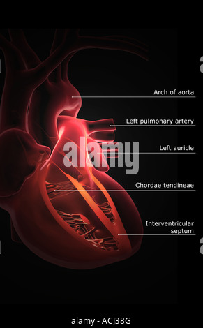 Sectional anatomy of the heart Stock Photo - Alamy
