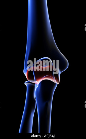 Human skeleton humerus bones anatomy Stock Photo - Alamy