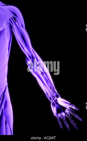 Muscles Anatomy of Upper Limb Stock Photo - Alamy