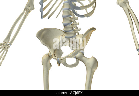 The bones of the lower body Stock Photo - Alamy