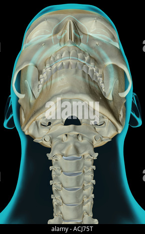 Bones of the neck, illustration Stock Photo - Alamy