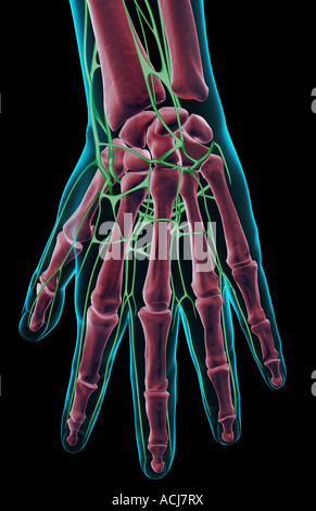 The lymph supply of the hand Stock Photo - Alamy