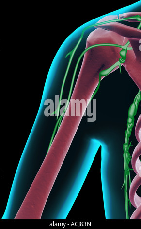 The lymph supply of the shoulder Stock Photo - Alamy