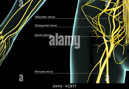 The nerves of the hip Stock Photo - Alamy