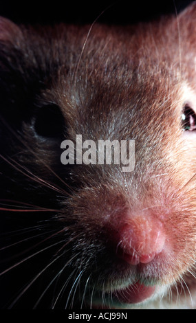 Extreme close up of a hamster's face Stock Photo - Alamy