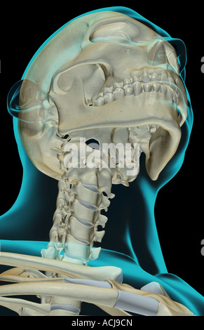 The ligaments of the head and neck Stock Photo - Alamy