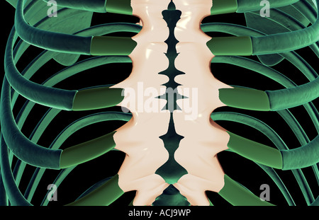 The ligaments of the chest Stock Photo - Alamy