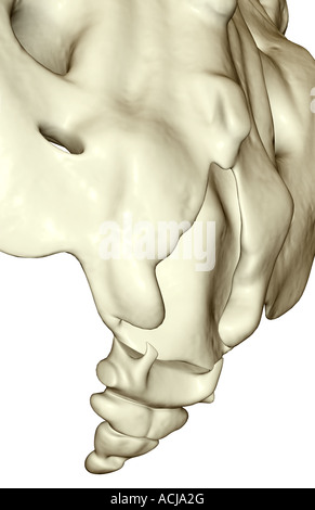 The tail bone Stock Photo - Alamy