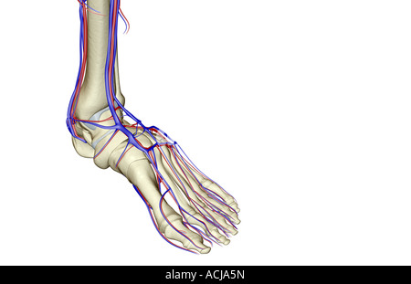 Dorsal Venous Arch of Foot Anatomy Stock Photo - Alamy