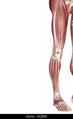 The muscles of the lower limb Stock Photo - Alamy