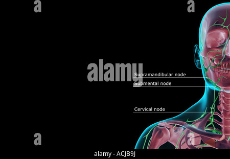 Lymph Nodes of the Head and Neck Stock Photo - Alamy