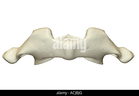 Human atlas bone, illustration Stock Photo - Alamy