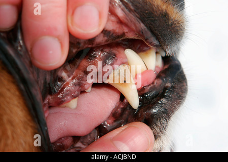 Calculus at dog teeth Stock Photo - Alamy