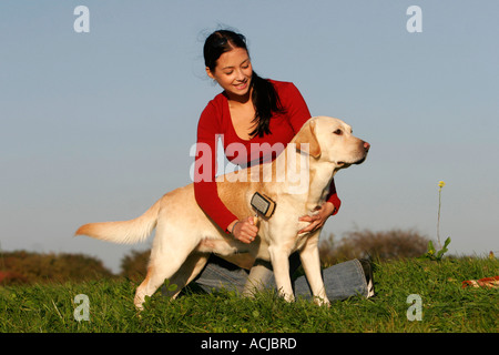 Woman brushing Labrador retriever Stock Photo - Alamy