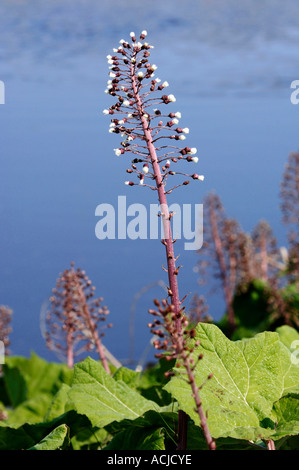 Butterbur (Petasites hybridus) flowers, Netherlands Stock Photo - Alamy