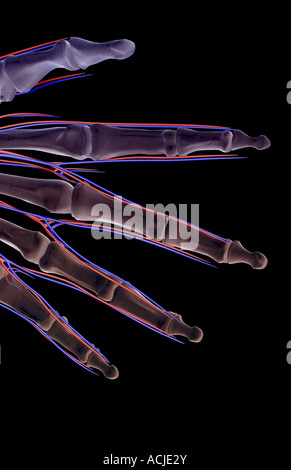 The blood supply of the fingers Stock Photo - Alamy