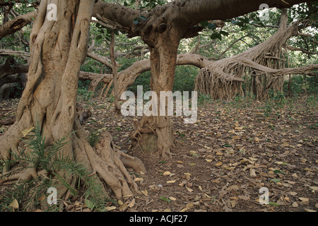 Banyan tree Ranthambore NP Rajastan India Stock Photo - Alamy