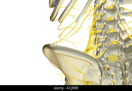 The nerves of the lower back Stock Photo - Alamy