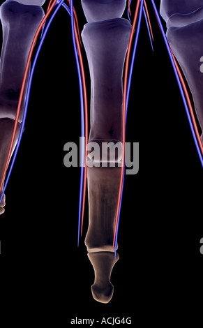 The blood supply of the fingers Stock Photo - Alamy