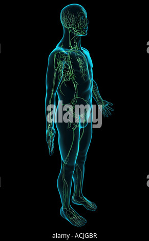 Lymphatic system, illustration Stock Photo - Alamy