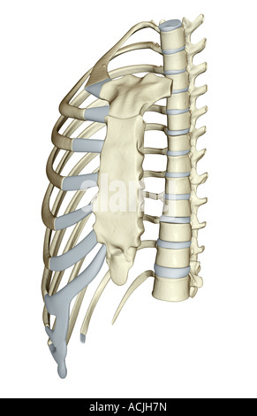Human Skeleton Xiphoid process Anatomy 3D Illustration Stock Photo - Alamy