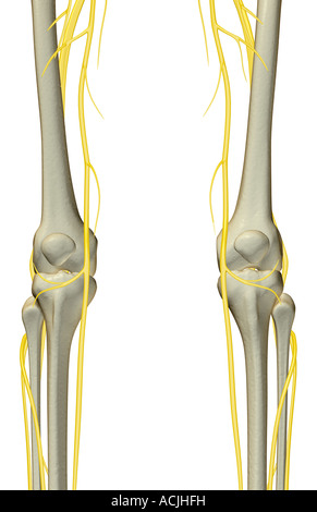 The nerves of the knee Stock Photo, Royalty Free Image: 13175694 - Alamy